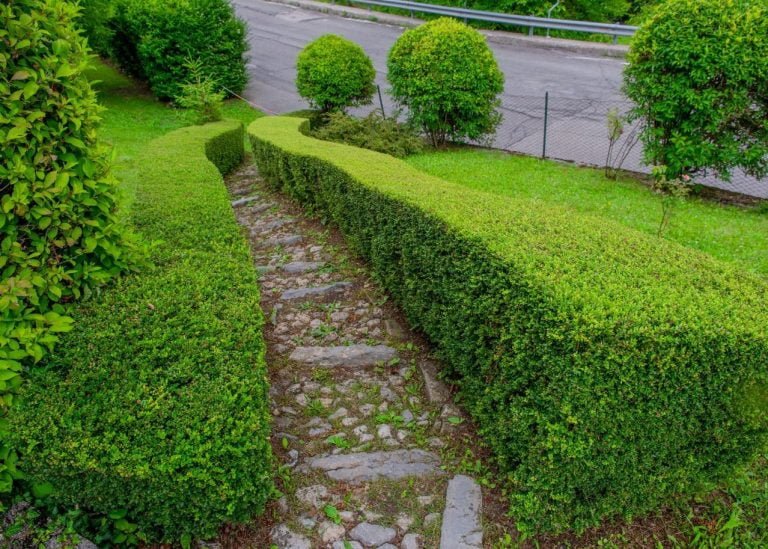 Haie Brise Vue Sans Entretien
