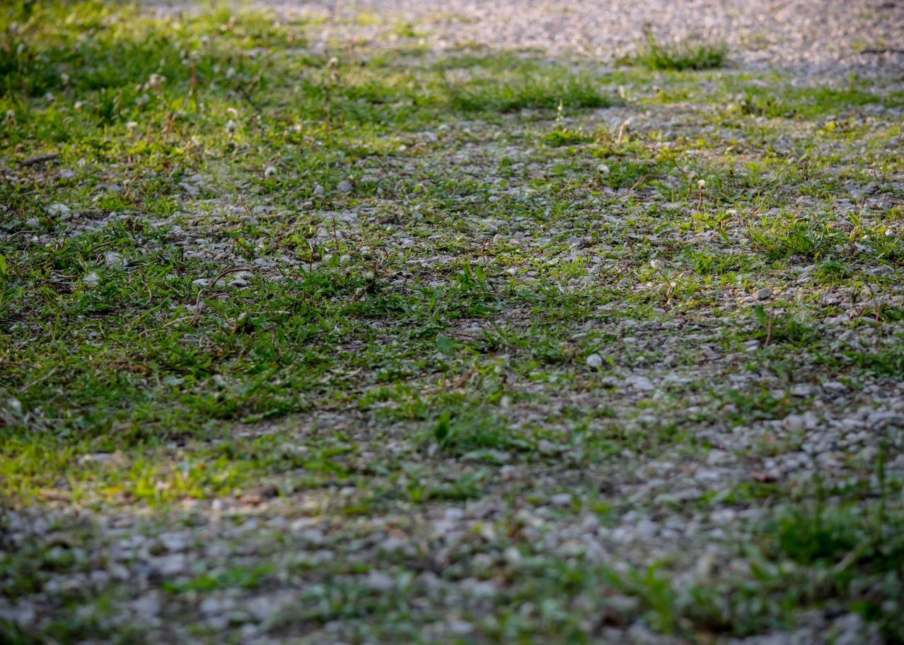 Découvrez le désherbant naturel ultime pour éliminer les mauvaises herbes du gravier