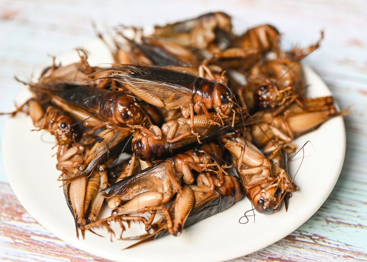 Les insectes du jardin : comment les transformer en délicieux plats
