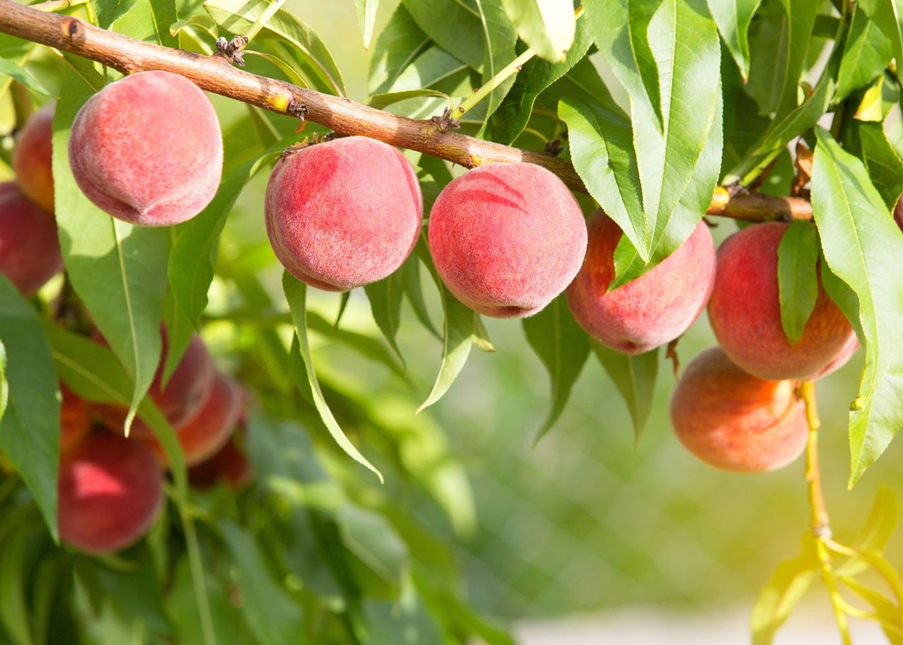 Planter un pêcher pour de beaux fruits cet été