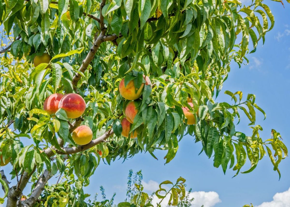 Planter un pêcher pour de beaux fruits cet été