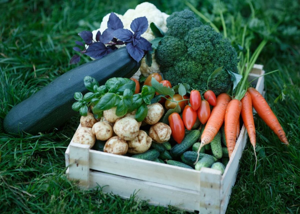 Quand et comment récolter vos légumes au potager : guide complet pour ...