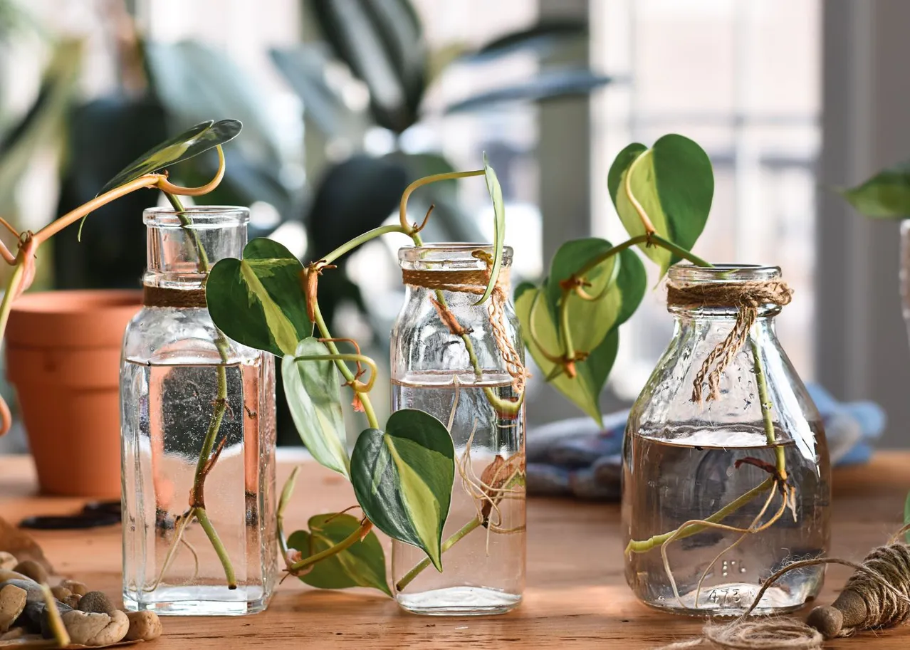 Le bouturage pour les débutants : guide complet