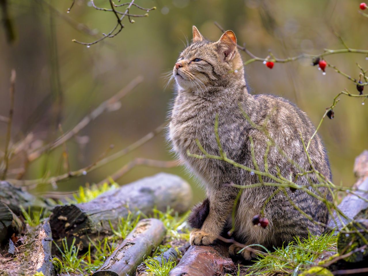 Les chats envahissent votre jardin ? Essayez ces astuces incroyables ...