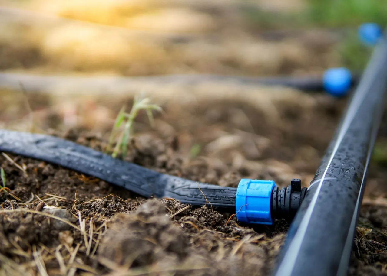 Installer un système de goutte à goutte pour des plantes bien hydratées