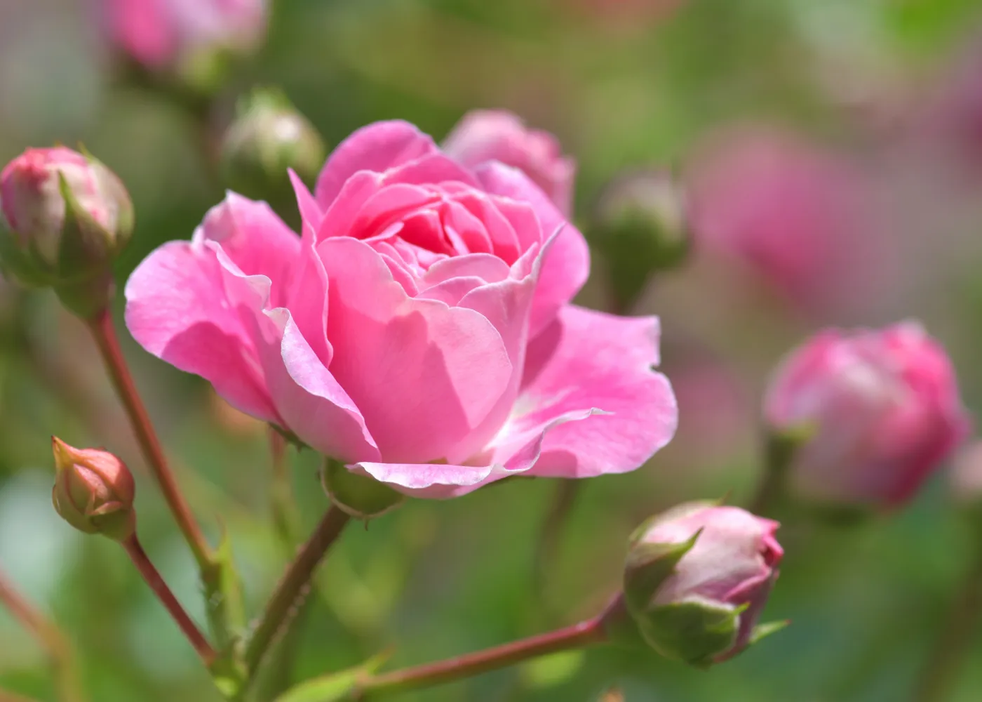 Votre rosier fait la tête ? Découvrez le secret pour le faire fleurir à ...