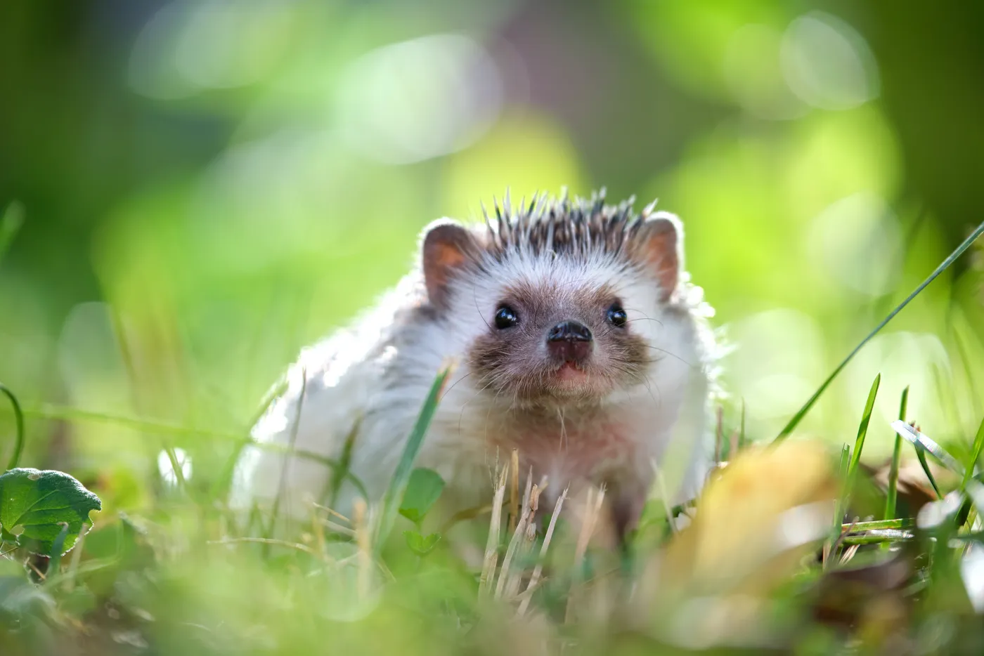 Hérisson : découvrez pourquoi ce petit animal est l'allié numéro un de ...