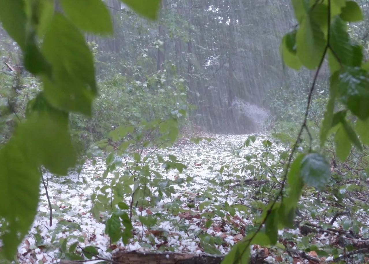 Ne laissez plus la grêle détruire votre jardin