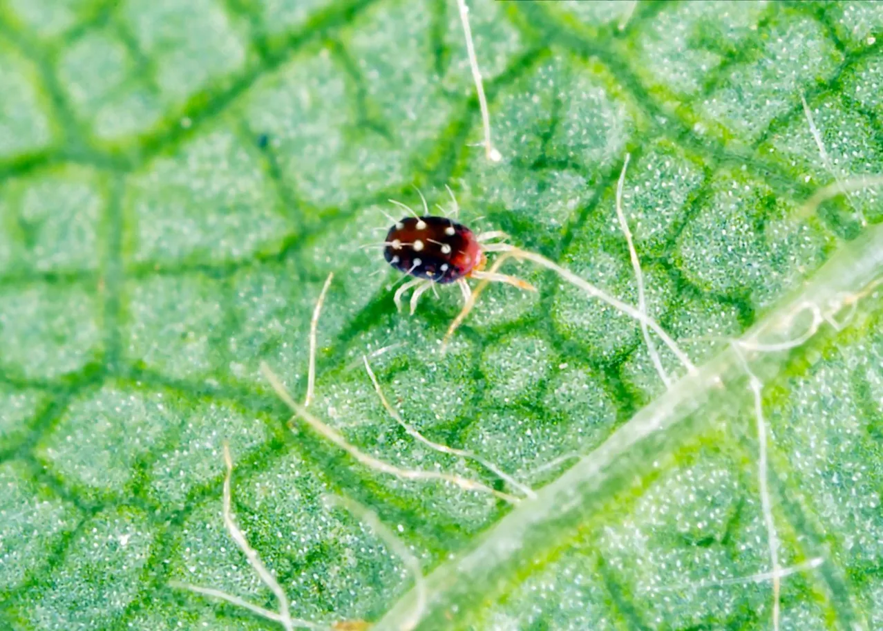 Les araignées rouges n'ont aucune chance contre ces 9 astuces