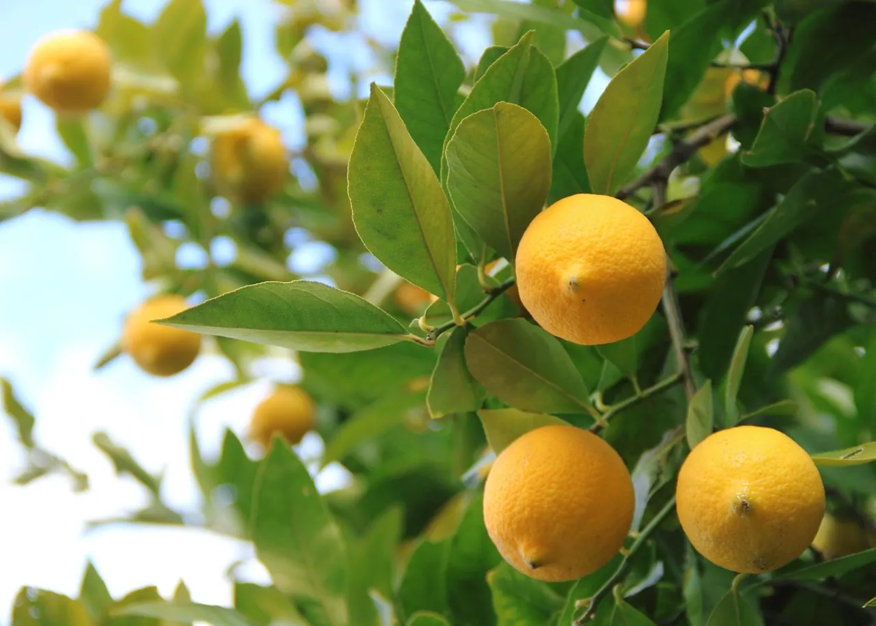 3 méthodes incroyables pour transformer vos pépins de citron en ...