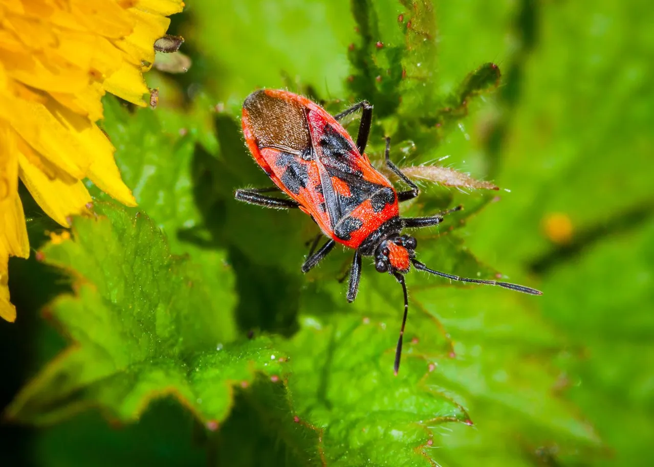 Ces insectes rouges envahissent la France : Voici comment les combattre ...