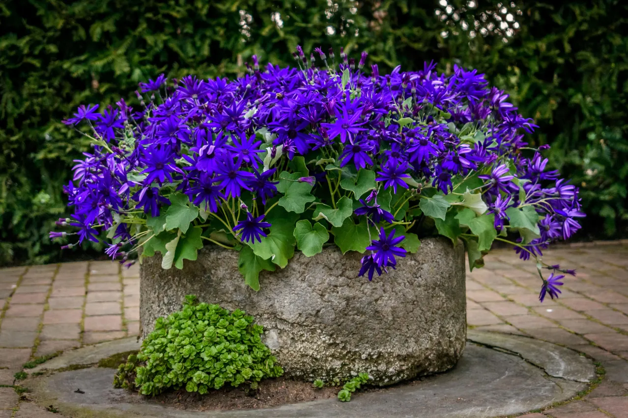 15 fleurs d'été incontournables pour une jardinière en plein soleil