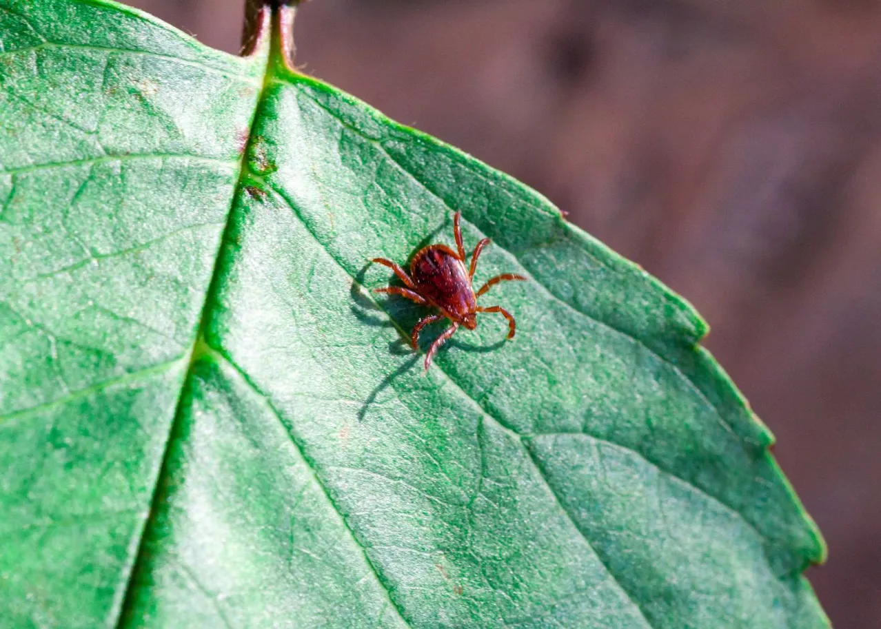 Les aoûtats envahissent votre jardin ? Voici comment les exterminer