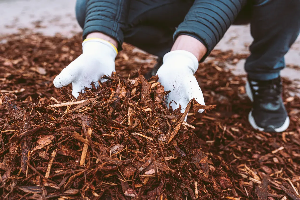 Apprenez à utiliser le fumier pour un jardin incroyable