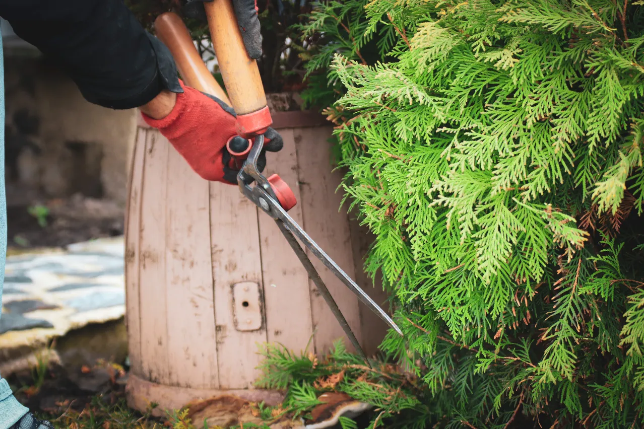 Attention : ces arbres pourraient ne pas survivre à une taille en ... Attention : ces arbres pourraient ne pas survivre à une taille en ...