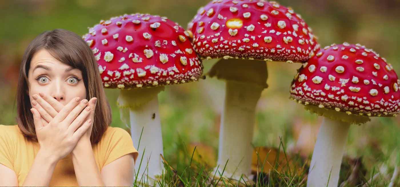 Ne faites pas cette erreur ! Attention à ces 3 champignons qu'il ne ...