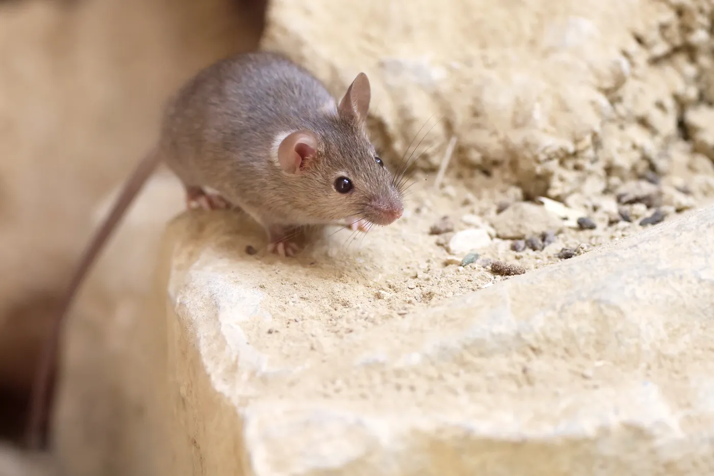 Les souris envahissent votre maison ? Voici la solution ultime pour les ...