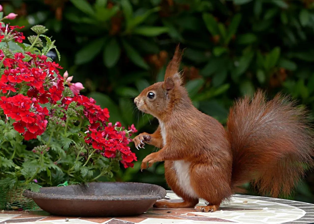 Des oiseaux aux papillons : comment faire de votre jardin un paradis ...