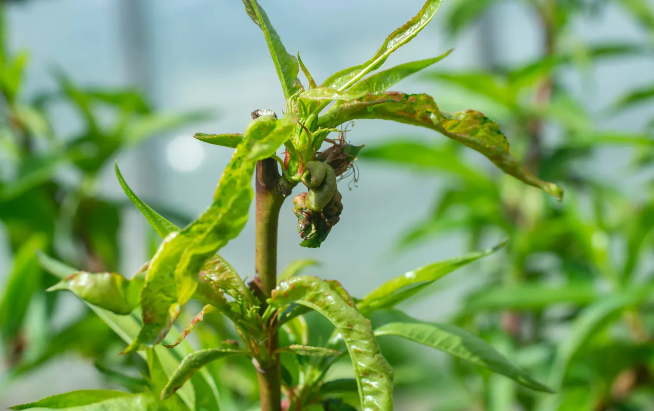 Un automne sans cloque du pêcher ? c'est possible avec cette astuce ...