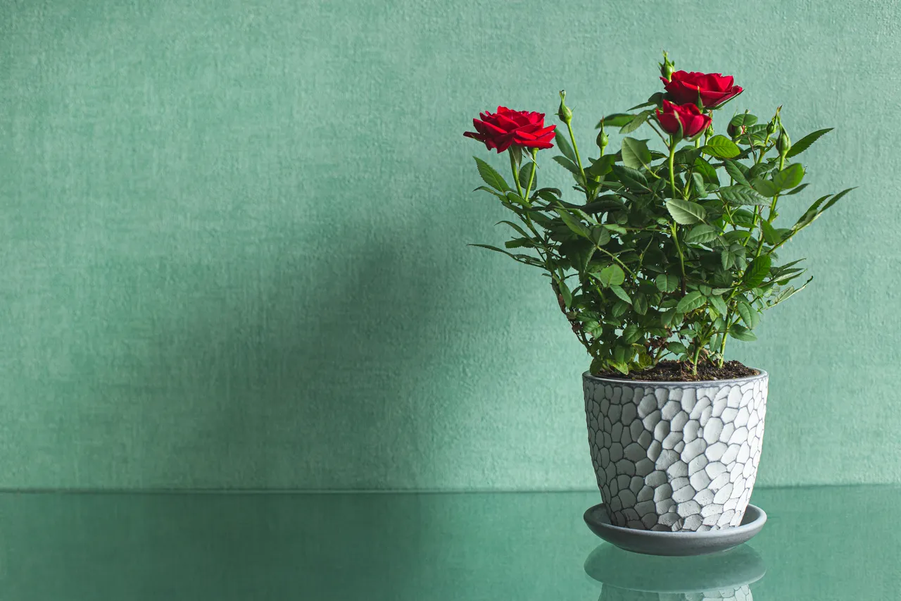 Voici le mini-rosier en pot : le choix idéal pour les petits espaces ...