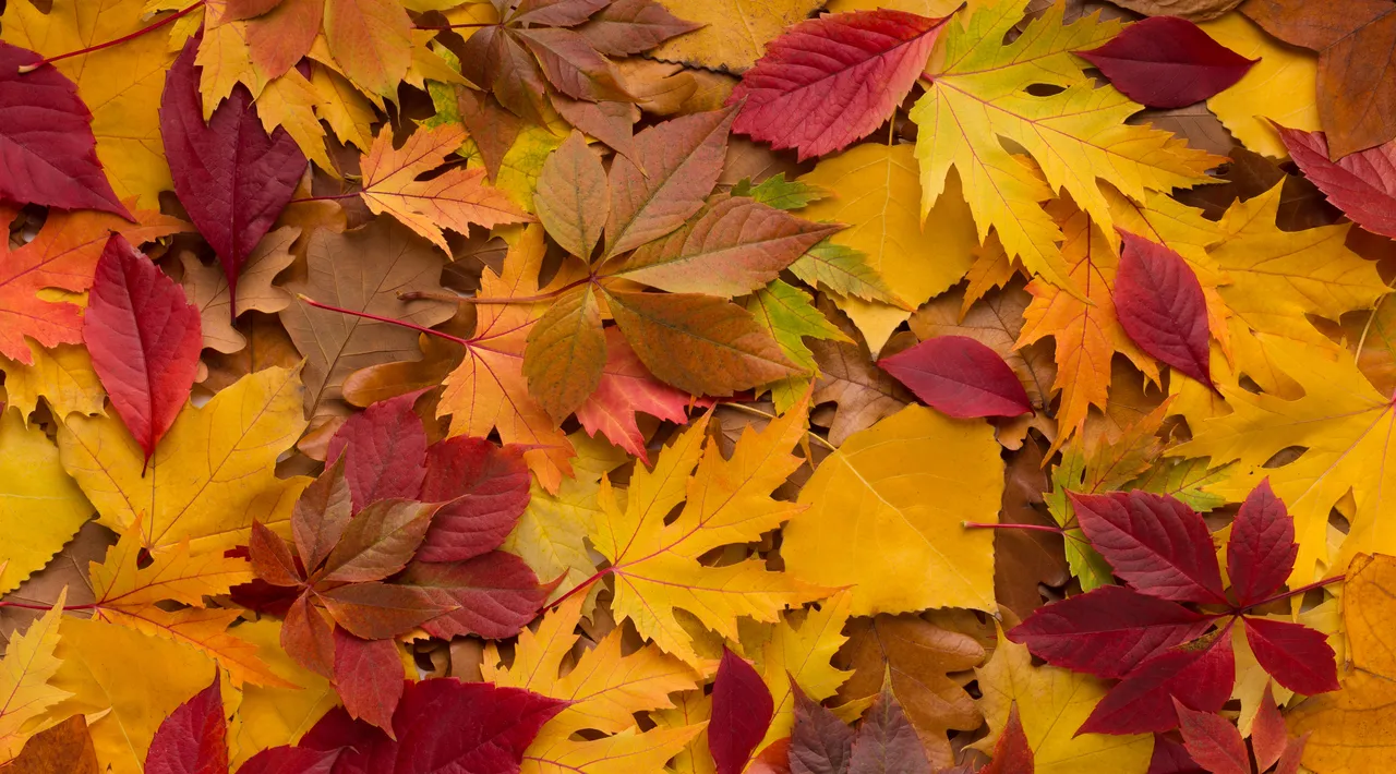 Brûler des feuilles mortes dans votre poêle à pellet : est-ce une bonne ...