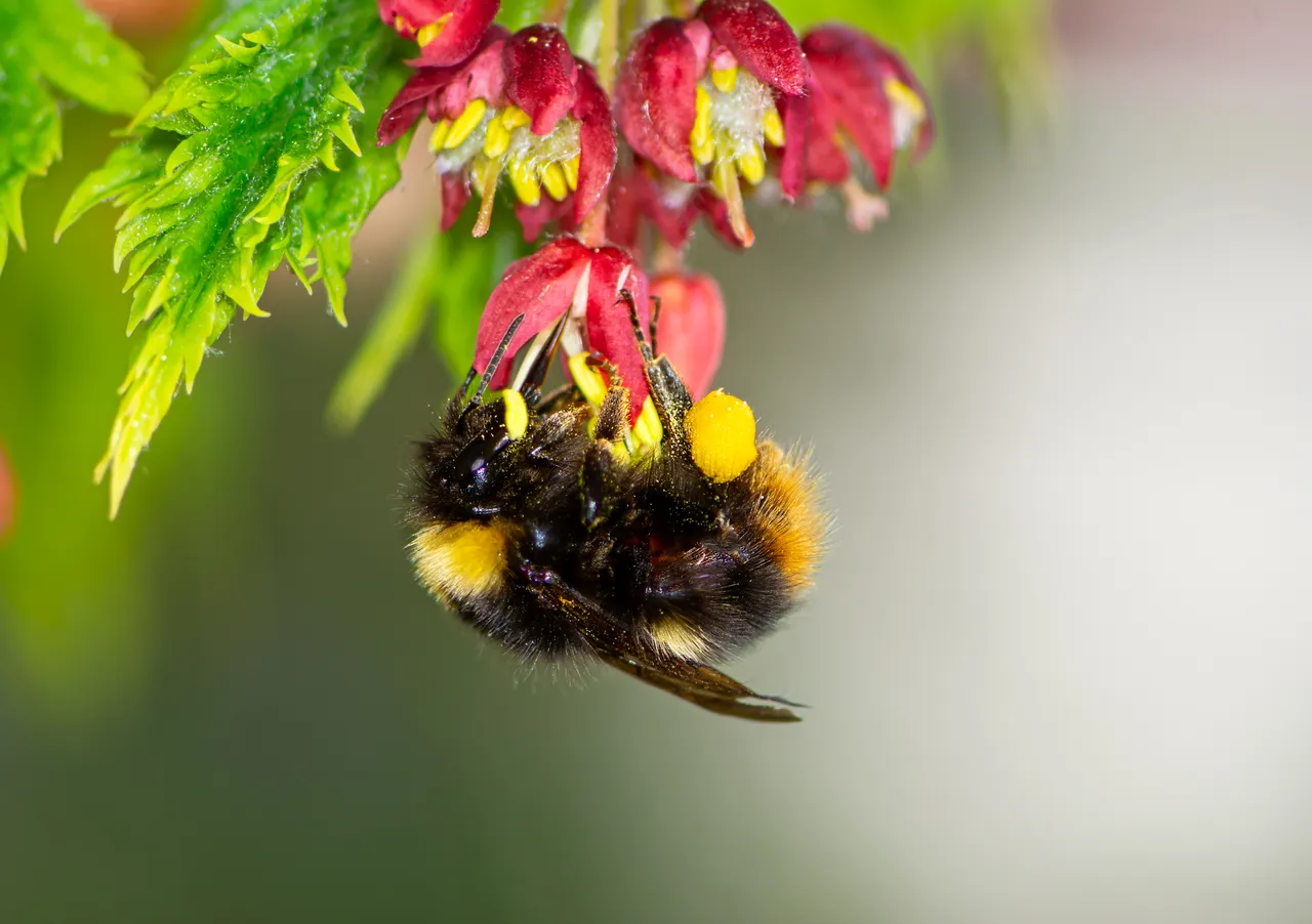 Vous avez un nid de bourdons dans votre jardin : comment bien réagir