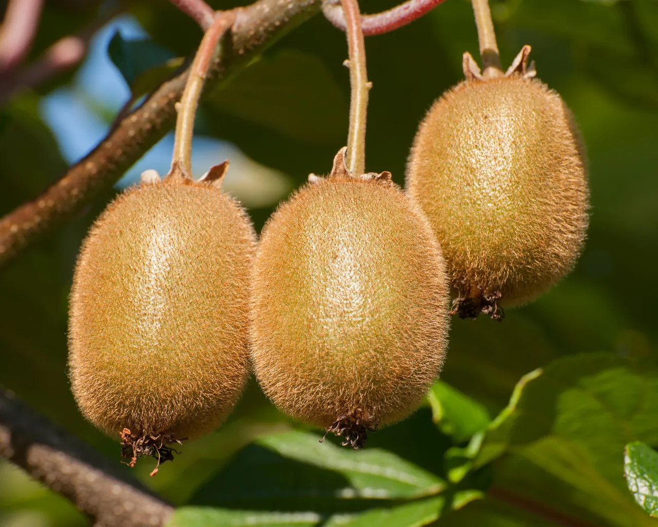 Les astuces pour faire pousser des kiwis dans son jardin : découvrez la ...