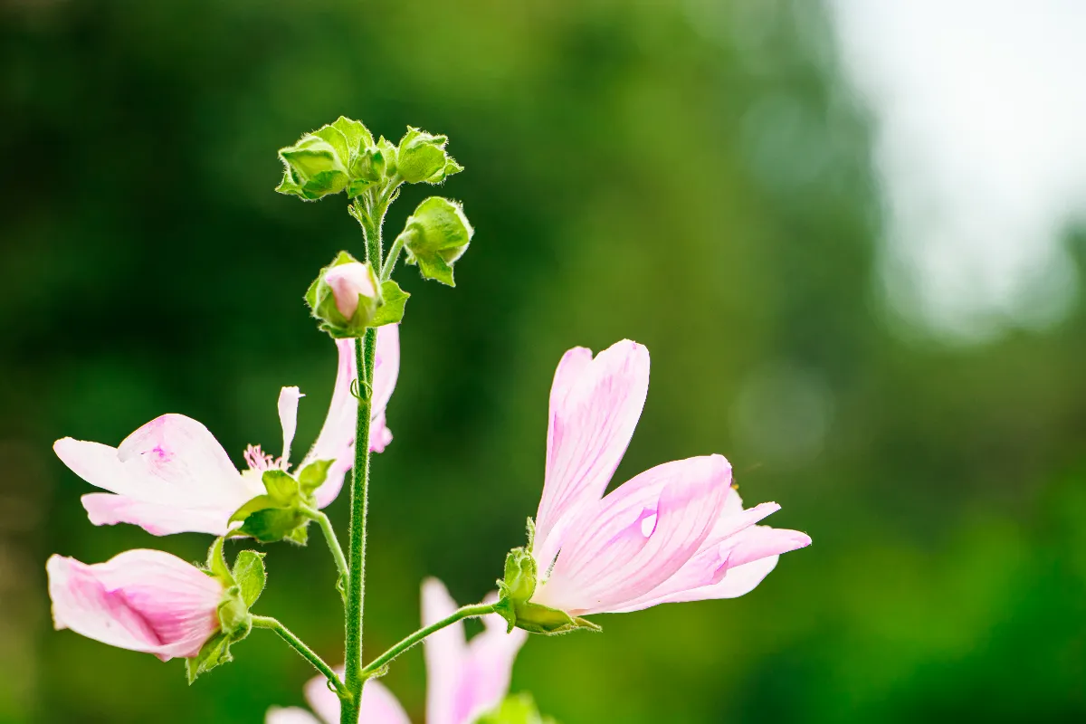 Voici comment cultiver des plantes sauvages comestibles dans votre jardin Voici comment cultiver des plantes sauvages comestibles dans votre jardin