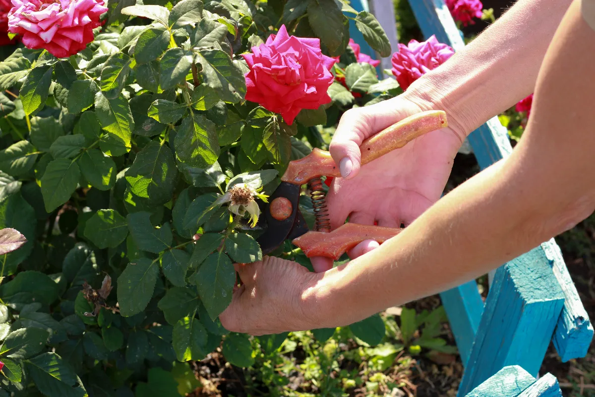 Pourquoi vous devez absolument tailler vos rosiers début mai ... Pourquoi vous devez absolument tailler vos rosiers début mai ...